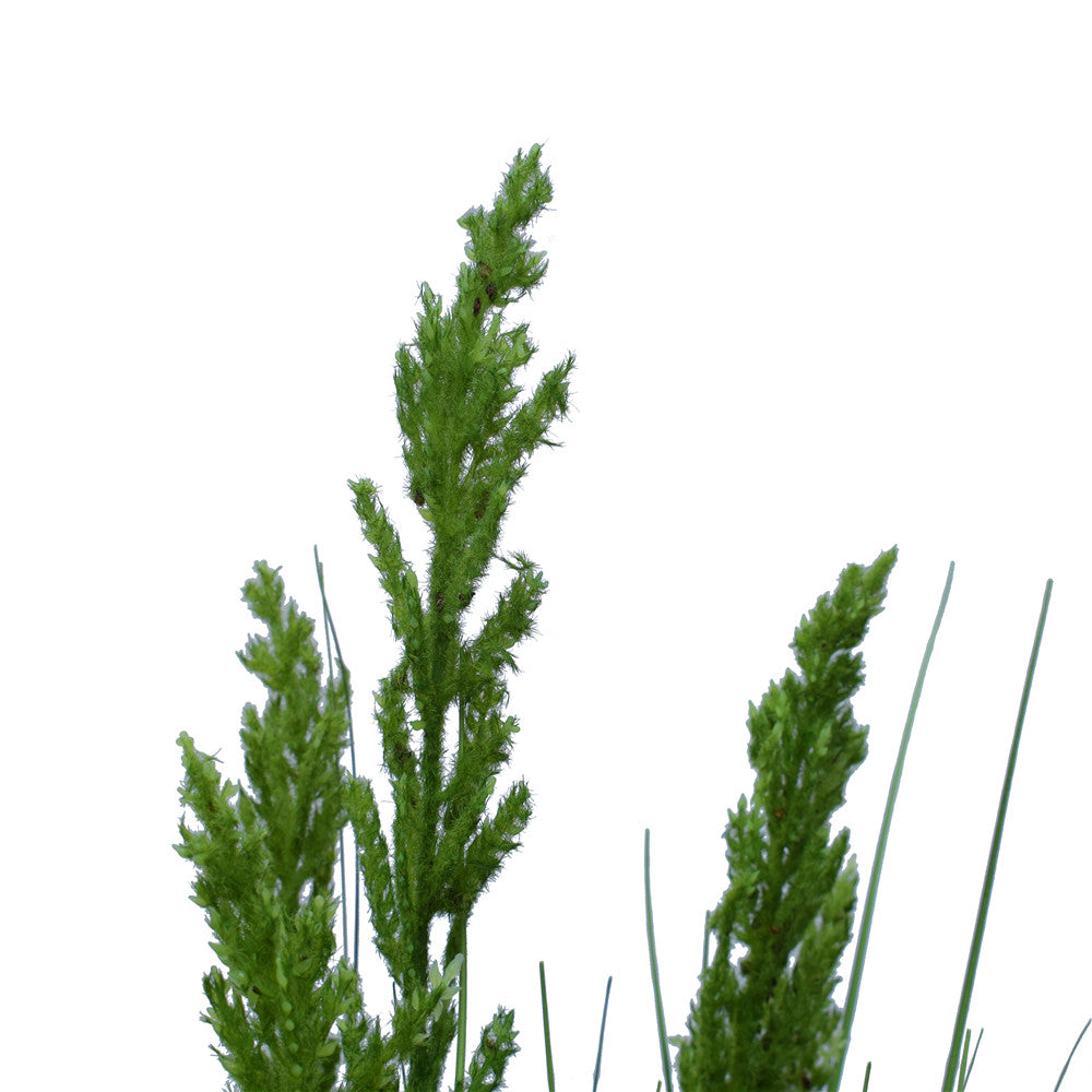 Flowering Native Grass 120 cm – Ozzie Direct
